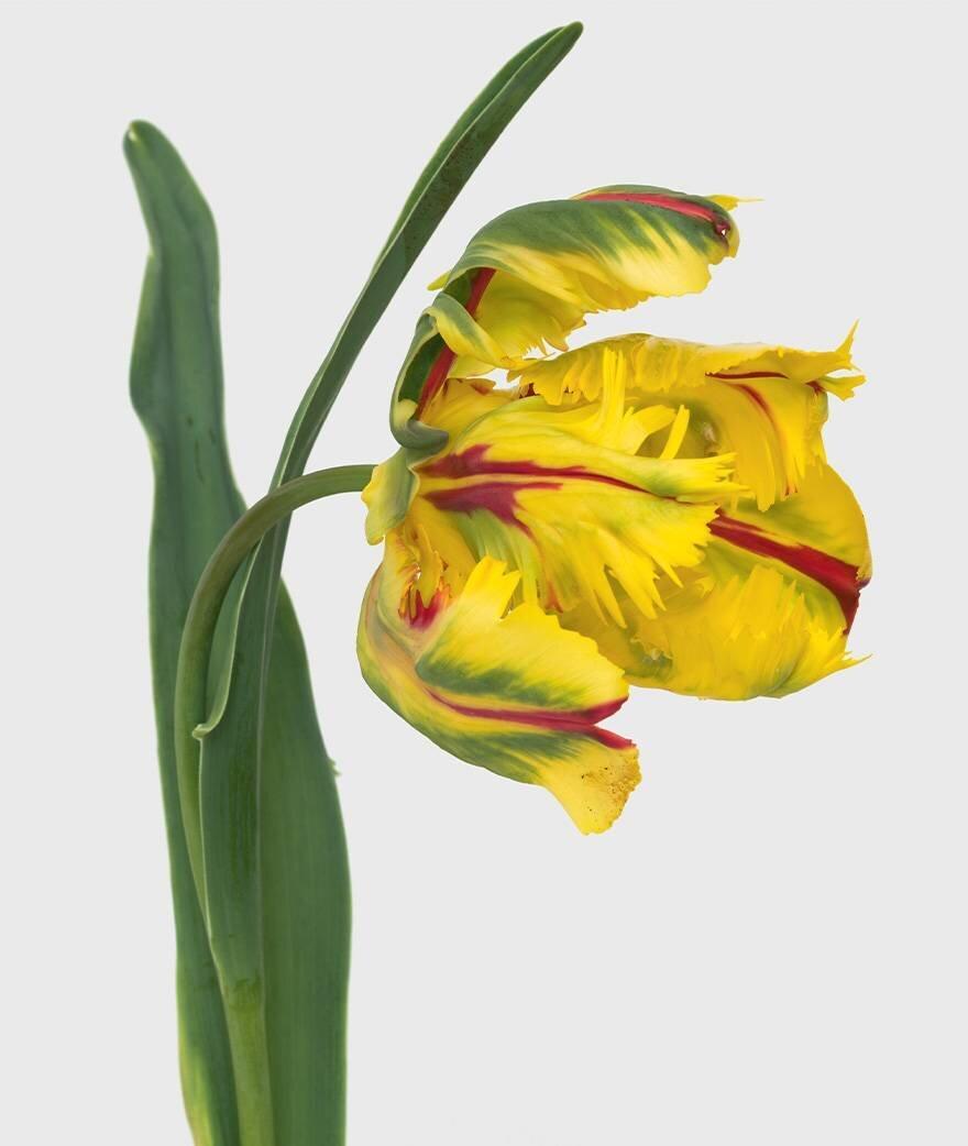 Qui est Pierre Joseph, le photographe obsédé par les fleurs